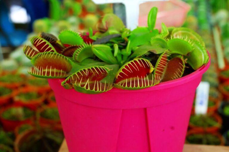 10 Most Unusual Plants You've Never Heard Of - The American House